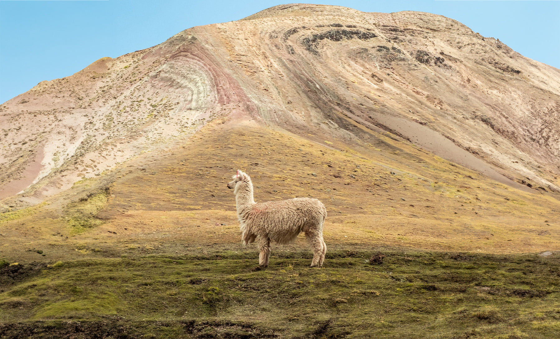 Why Baby Alpaca is Better than Cashmere | Alpaca vs Cashmere